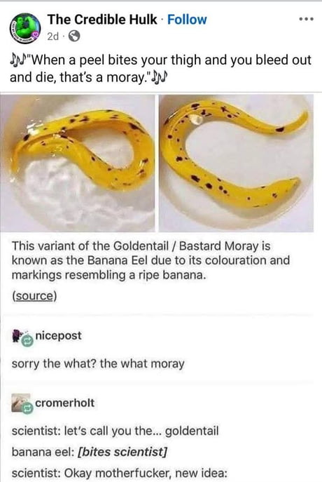 Best Funny eel Memes - 9GAG