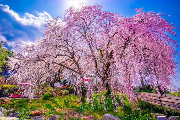 Photographer Captures The Beauty of Japan's Sakura Season - 9GAG
