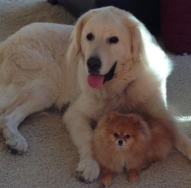 Big fluff and little fluff - best friends forever. - 9GAG