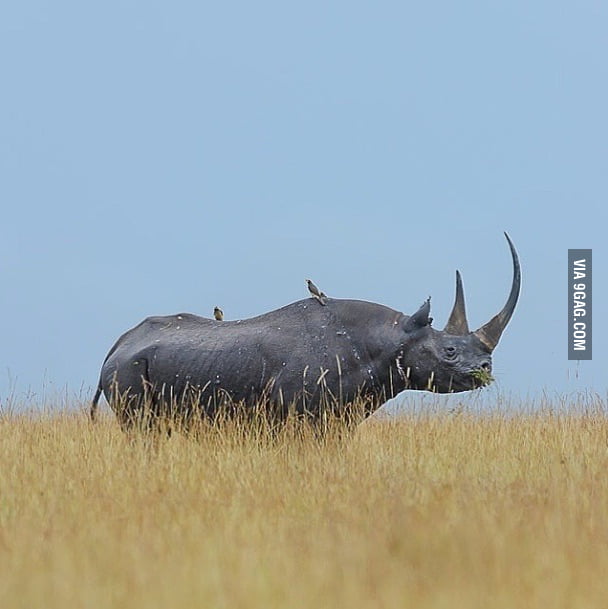 One of just a few left.. - 9GAG