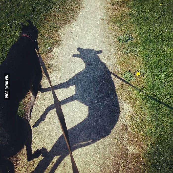 My dogs shadow is quite scary - 9GAG