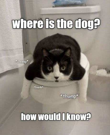 Best Funny cat meme Memes - 9GAG