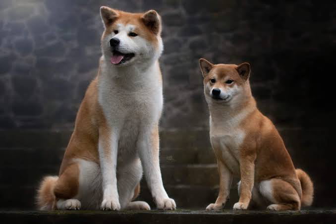 Akita inu and Shiba inu look like evolution of Pokémon - 9GAG