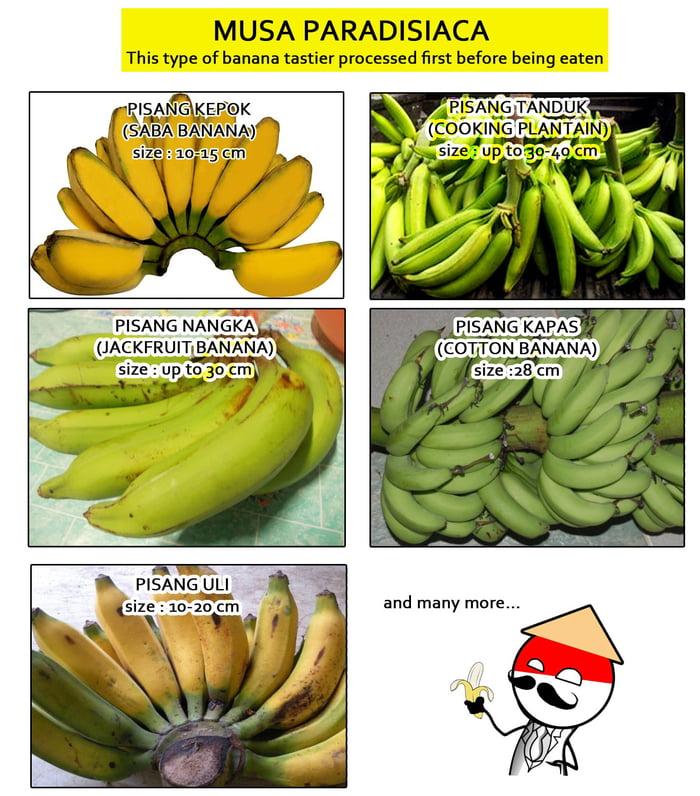 Sedang membuat info pisang untuk anak-anak - 9GAG
