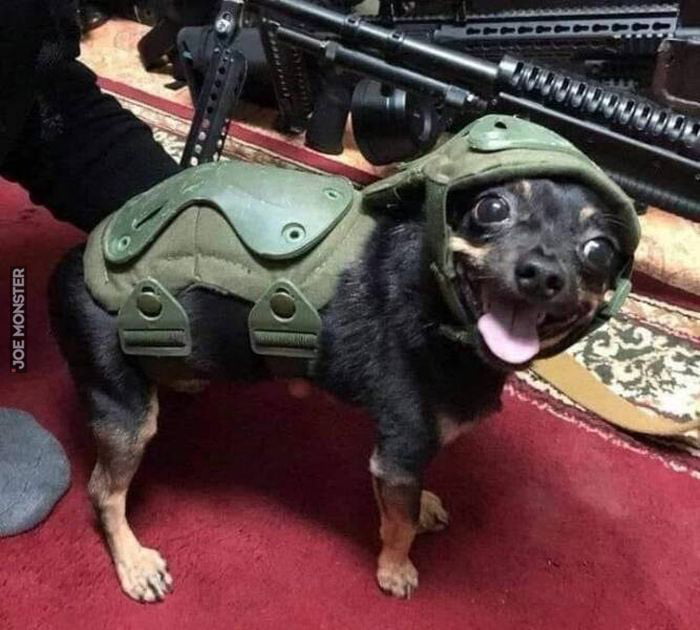 Tactical Chihuahua - 9GAG