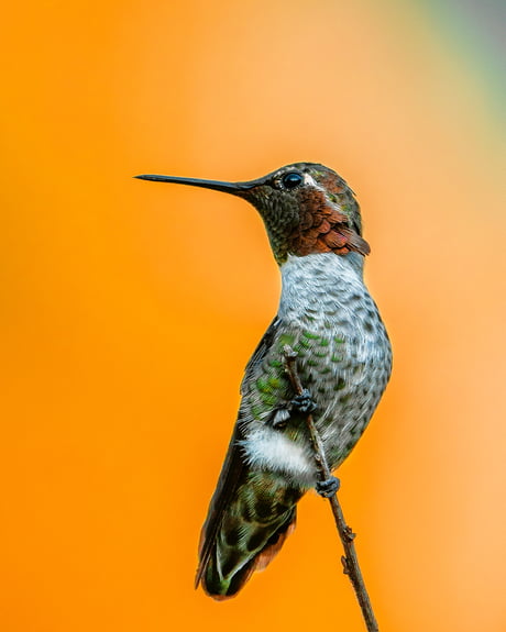 Best Funny hummingbird Memes - 9GAG