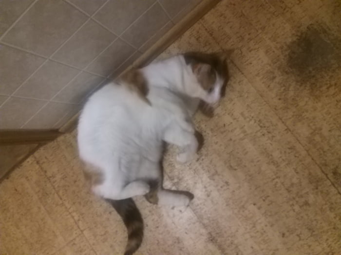 First time taking shit an cat comes in - 9GAG