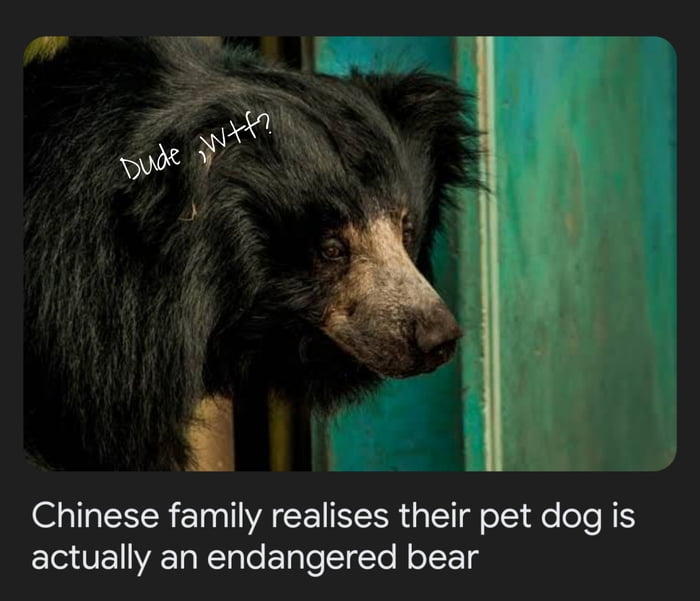 I identify as a dog - 9GAG