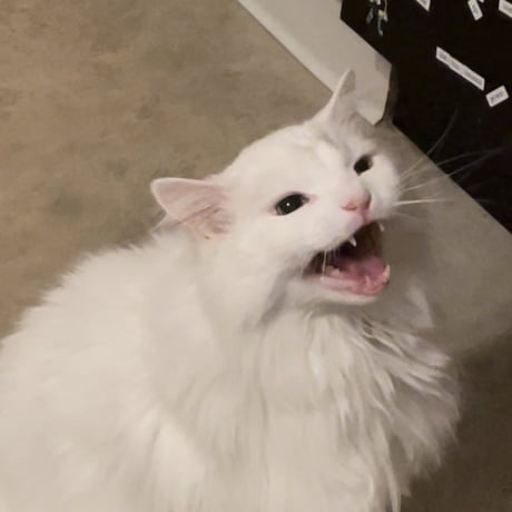 Best Funny Thurstonwaffles Memes - 9GAG