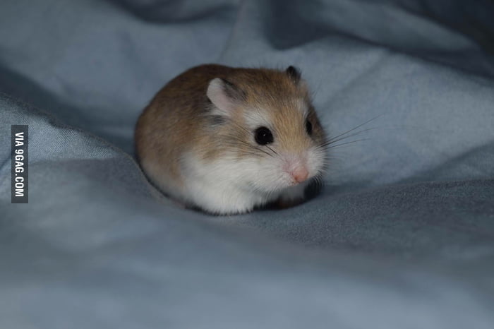 Potato hamster - 9GAG