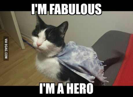 Superhero Cat Memes