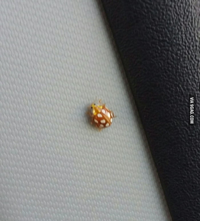 Meet James! The albino ladybug - 9GAG
