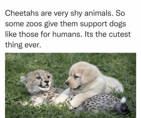 Best Funny cheetah Memes - 9GAG