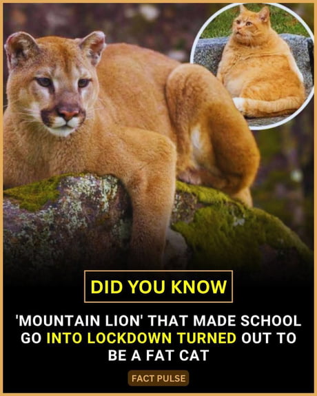 Best Funny lion Memes - 9GAG