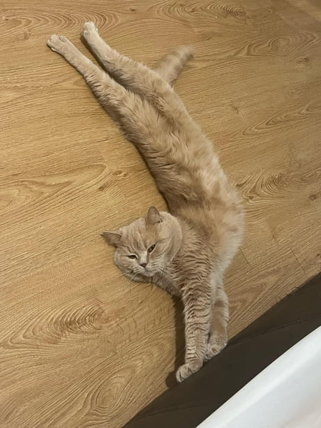 Best Funny longcat Memes - 9GAG