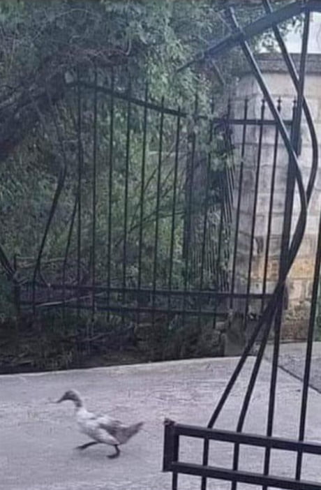 Best Funny gate Memes - 9GAG