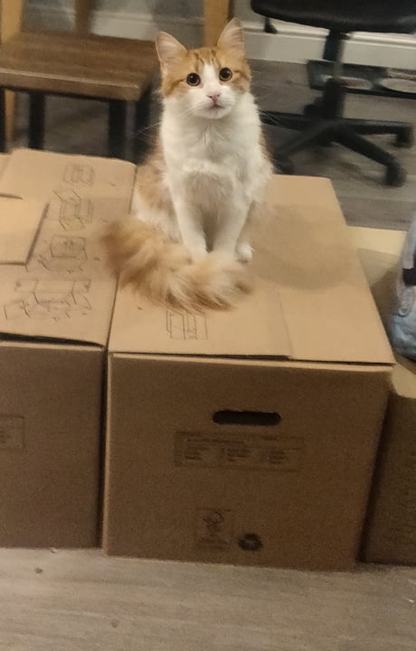 Best Funny cheebs Memes - 9GAG