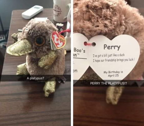 Best Funny perry the platypus Memes - 9GAG