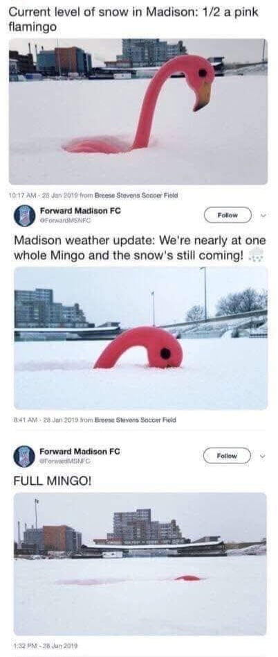 Best Funny flamingo Memes - 9GAG