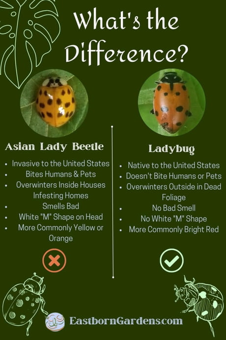 Best Funny bug Memes - 9GAG