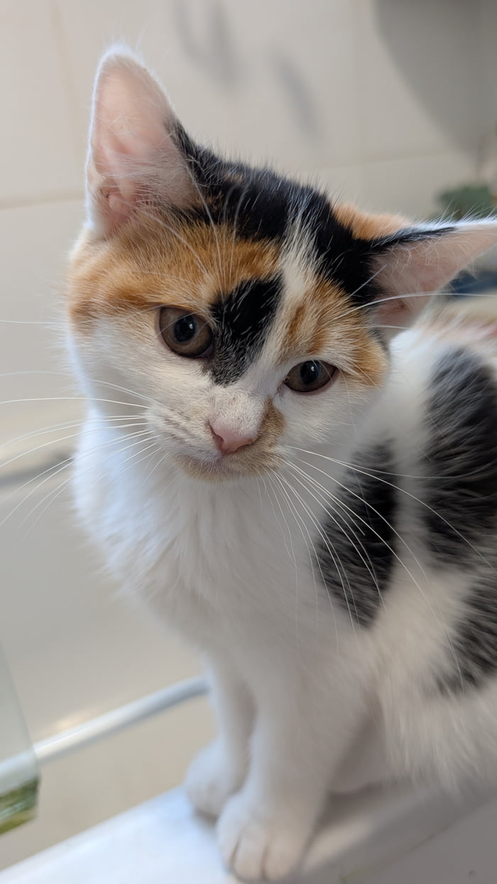 This is my cat - 9GAG