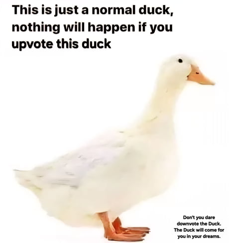 Best Funny duck Memes - 9GAG