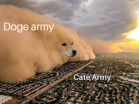 Doge Cate Meme