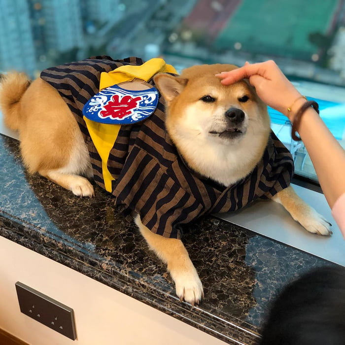 Meet Balltze, The Original Cheems Meme Doge - 9GAG