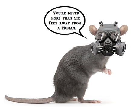Dirty Rat Memes