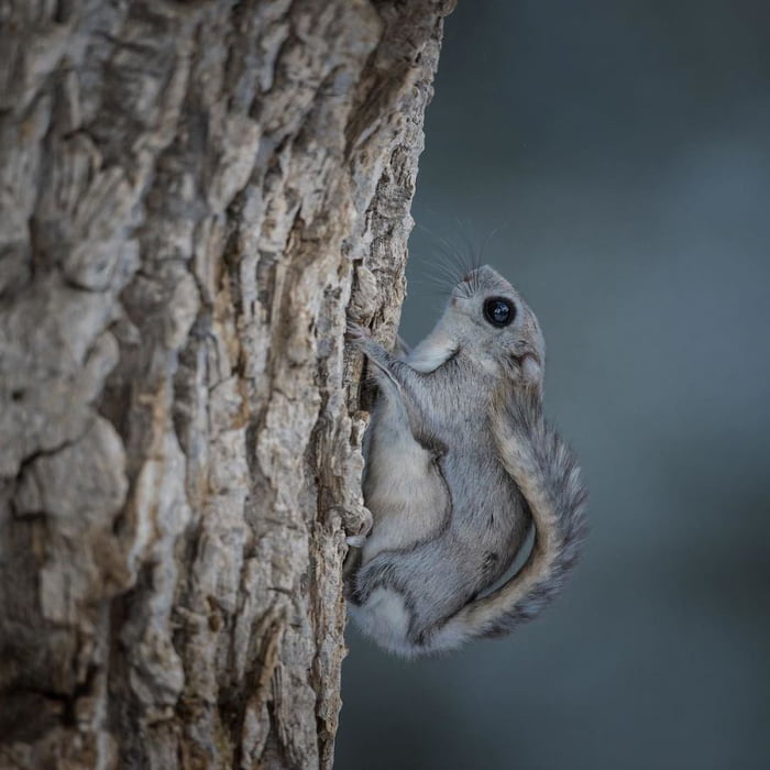 16 Photos Of Japanese Dwarf Flying Squirrels That Look Like Pokémon - 9GAG