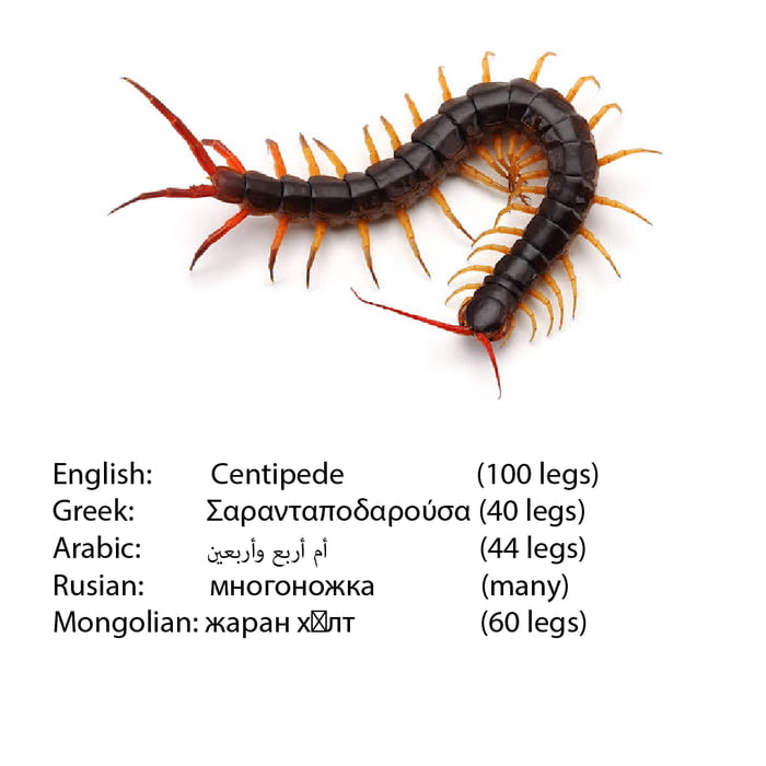 I want to make a map with how many legs a centipede has according to ...