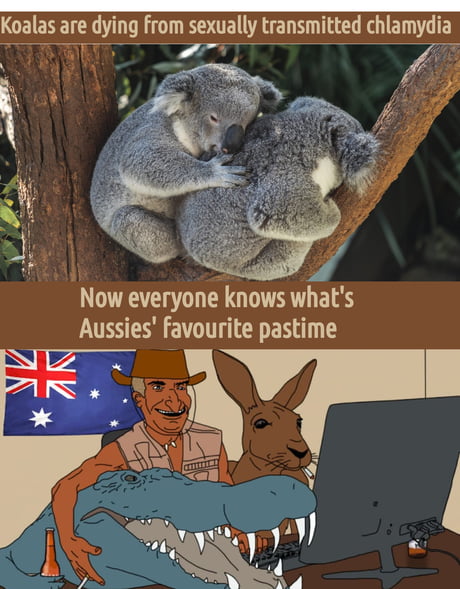 Koala Funny Meme