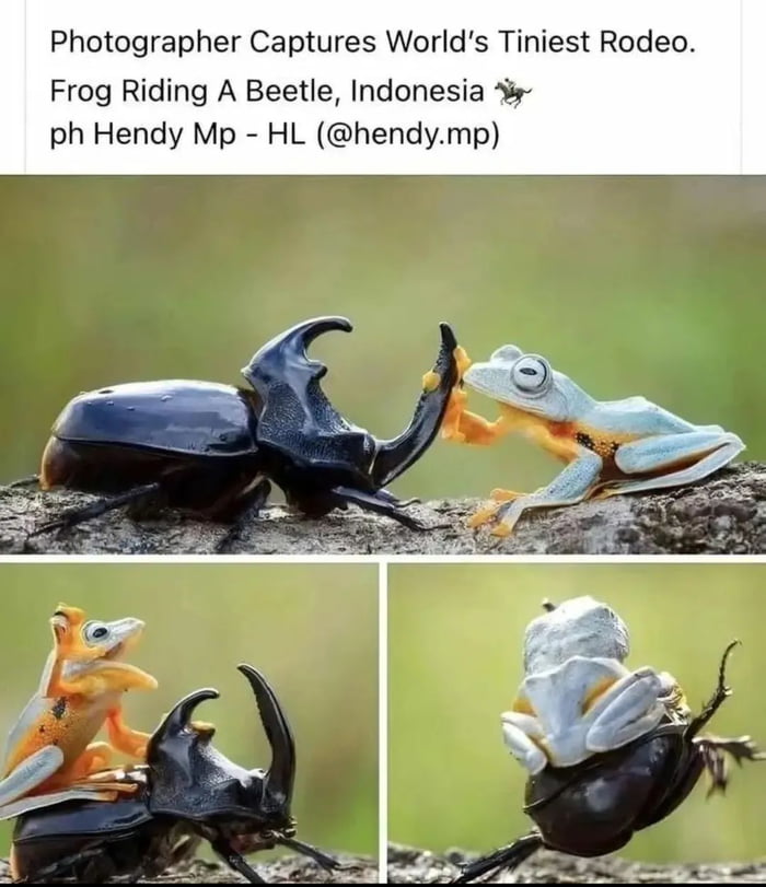 The frog looks so happy. He is having the time of his life - 9GAG