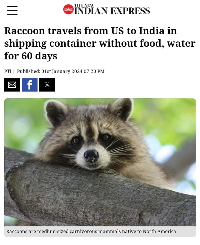 Trash panda made it all the way to promise land... - 9GAG