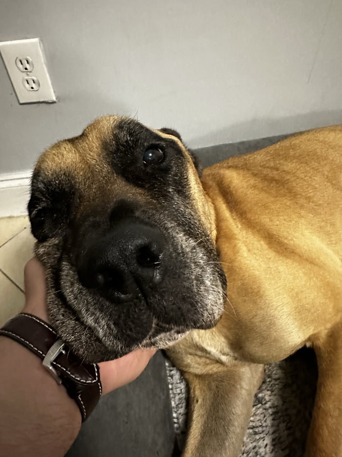 I had to say goodbye today…. God dammit it f**king hurts - 9GAG