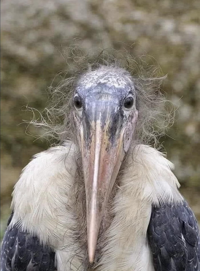 This bird - 9GAG