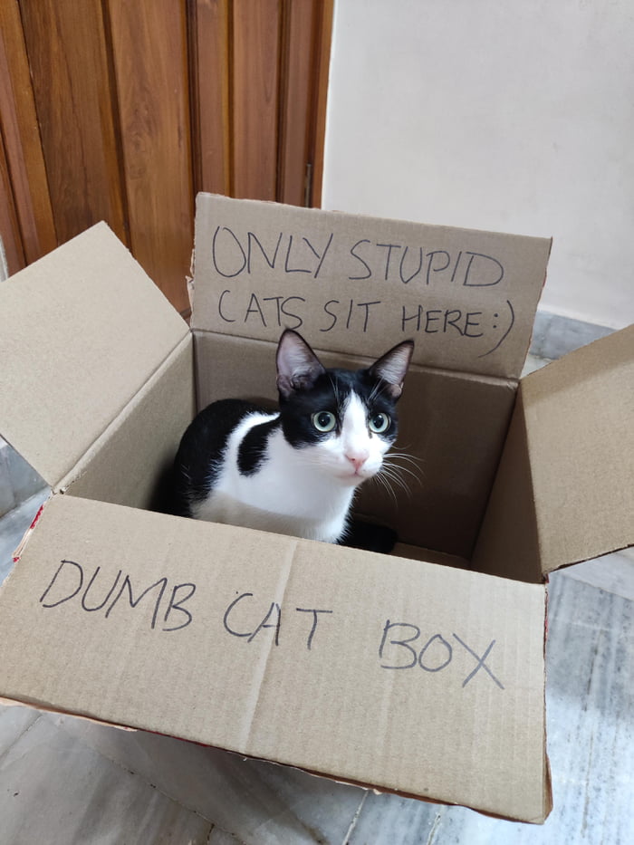 The Dumb Cat Box, trapper of non-suspecting cats - 9GAG