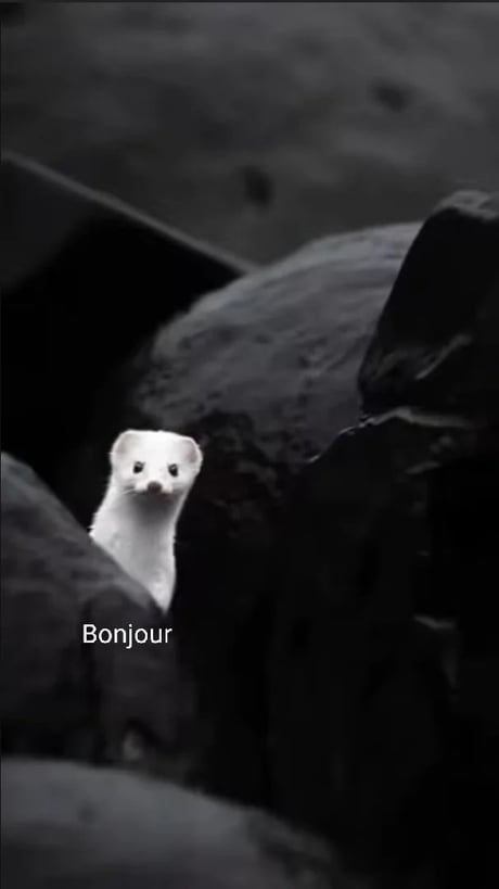 Best Funny bonjour Memes - 9GAG