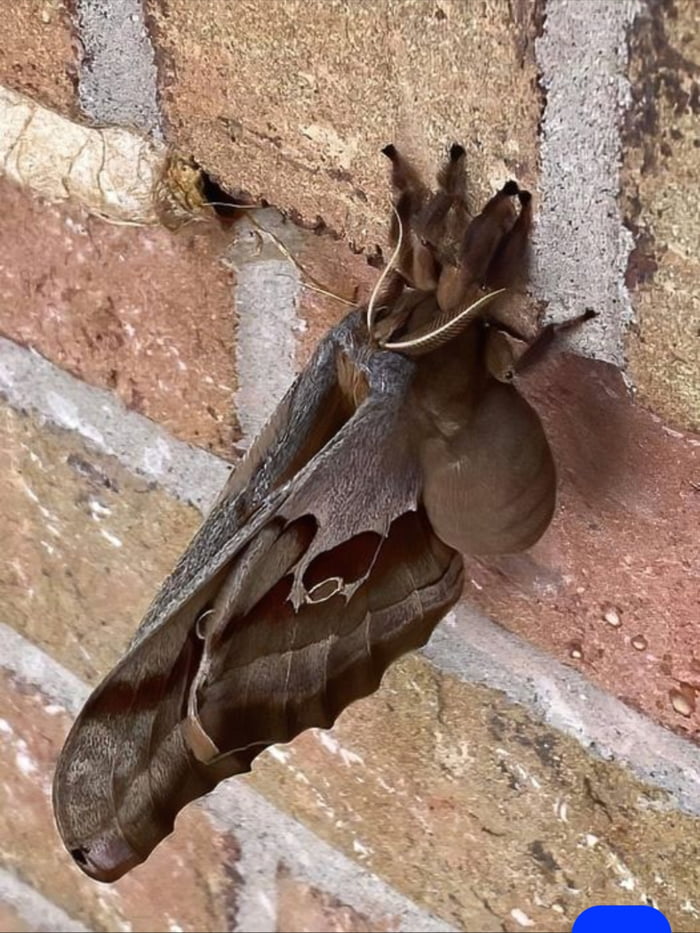 Crikey mates, aussie moth. Spider-moth hybrid. - 9GAG