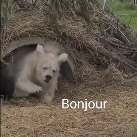 Best Funny bonjour Memes - 9GAG