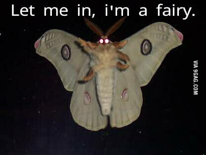 Moth Fairy Memes Hawk Moth, Shadow Moth, Monarch.. What Next?