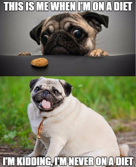 Fat Pugs Memes