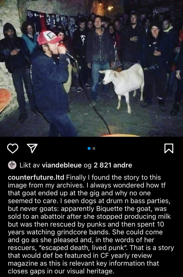 Biquette the goat was rescued from death by punks and spent the next 10 ...