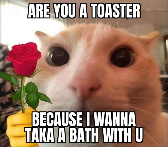 Romantic Cat - 9GAG