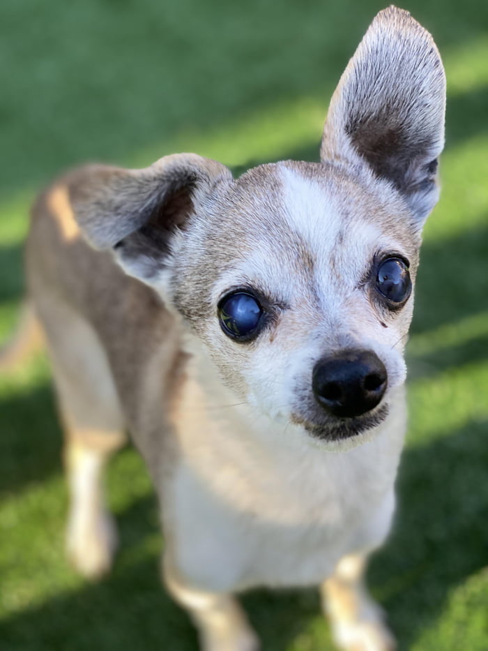 Godspeed good boy. Sam. - 9GAG