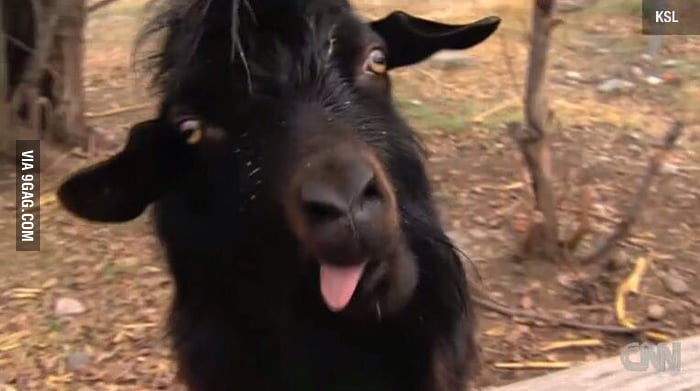 Derp goat - 9GAG