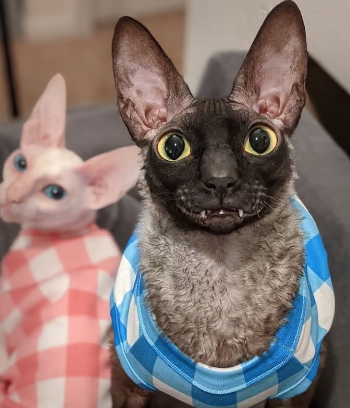 Meet Pixel, A Cornish Rex That Has A Goofy Smile - 9GAG