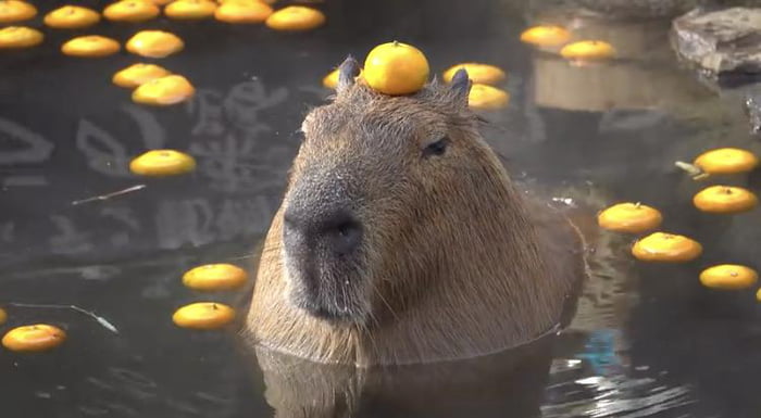 Capybara with a mandarin orange on its head - 9GAG