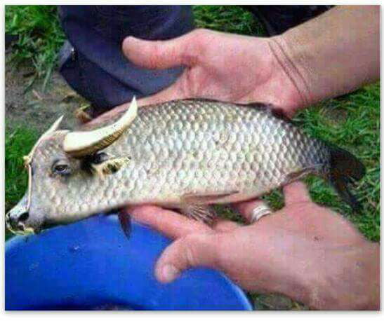Carabao Fish - 9GAG