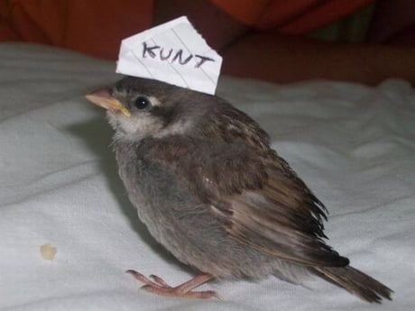 Kunt Memes